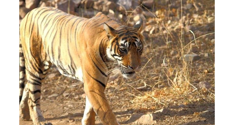 Meet the Super Star Tigers of Ranthambore National Park