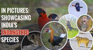 In Pictures: Showcasing India’s Endangered Species