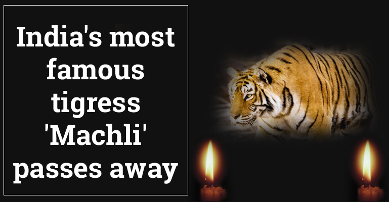 Queen of Ranthambore, Tigress Machhli Dies at the Age of 19