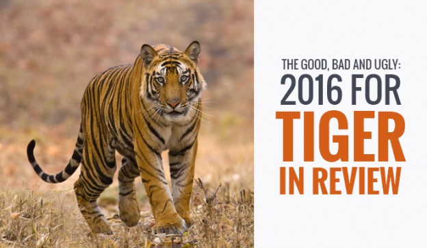 The Good, Bad and Ugly: 2016 for Tiger in Review | Save Tigers