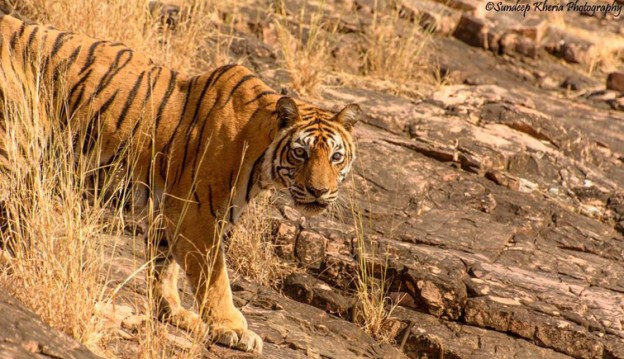 Documentary on Machli, the Queen Tigress, is all Set to Release