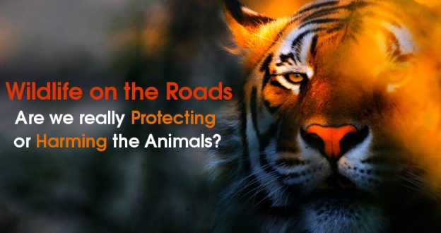 Wildlife on the Roads: Are We Really Protecting or Harming the Animals?