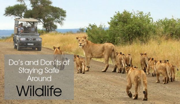 Precautions to be Taken to Avoid Animal Attacks During a Wildlife Tour