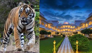 Top 5 Star Hotels to Stay in Ranthambore National Park