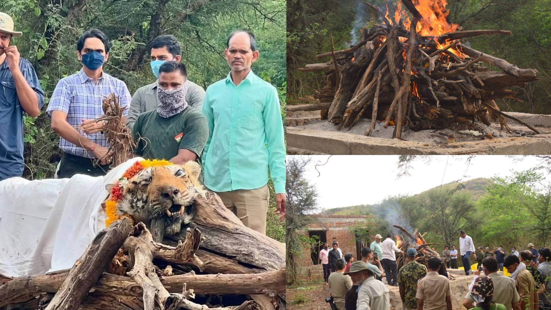 Farewell to Arrowhead: Ranthambore’s Iconic Tigress and Fearless Queen ...