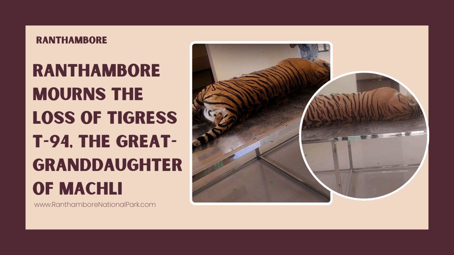 Ranthambore Mourns the Loss of Tigress T-94, The Great-Granddaughter of ...