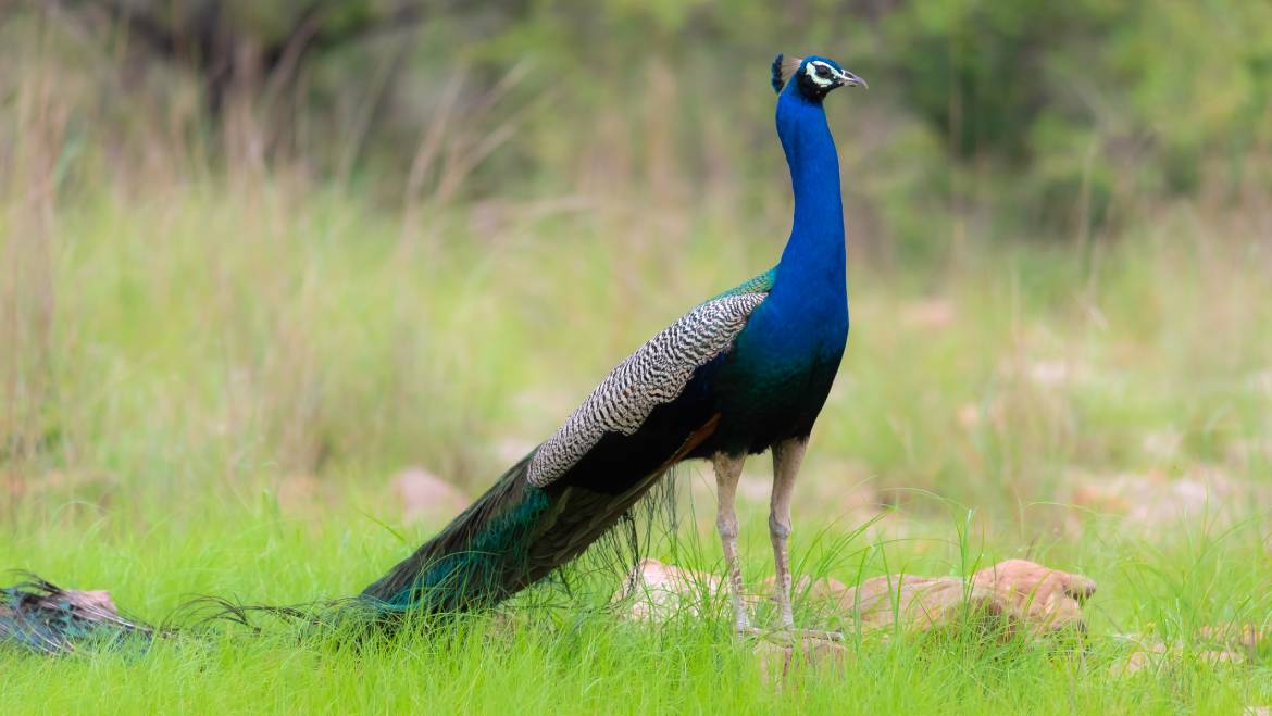 Ranthambore Birding Tour | Bird Watching Package Ranthambore